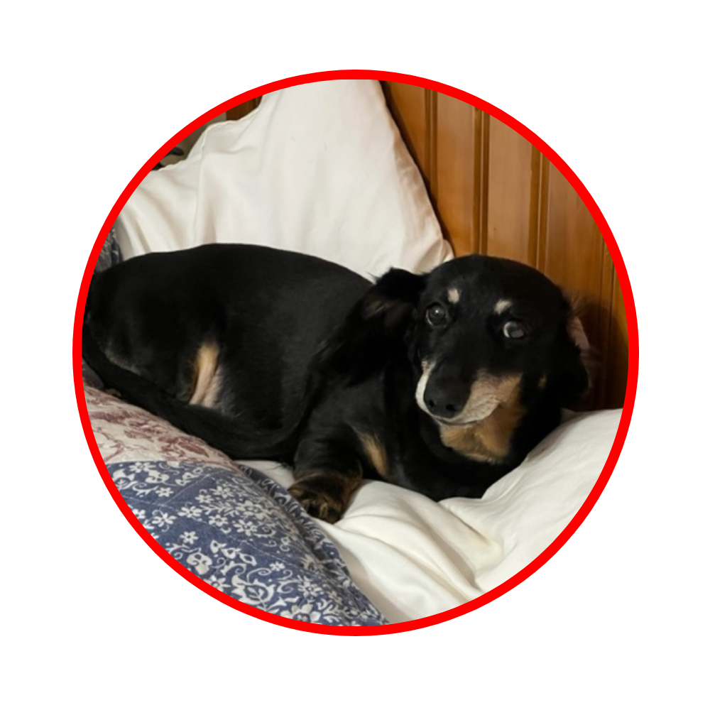 Thomas Animal Hospital FAQs